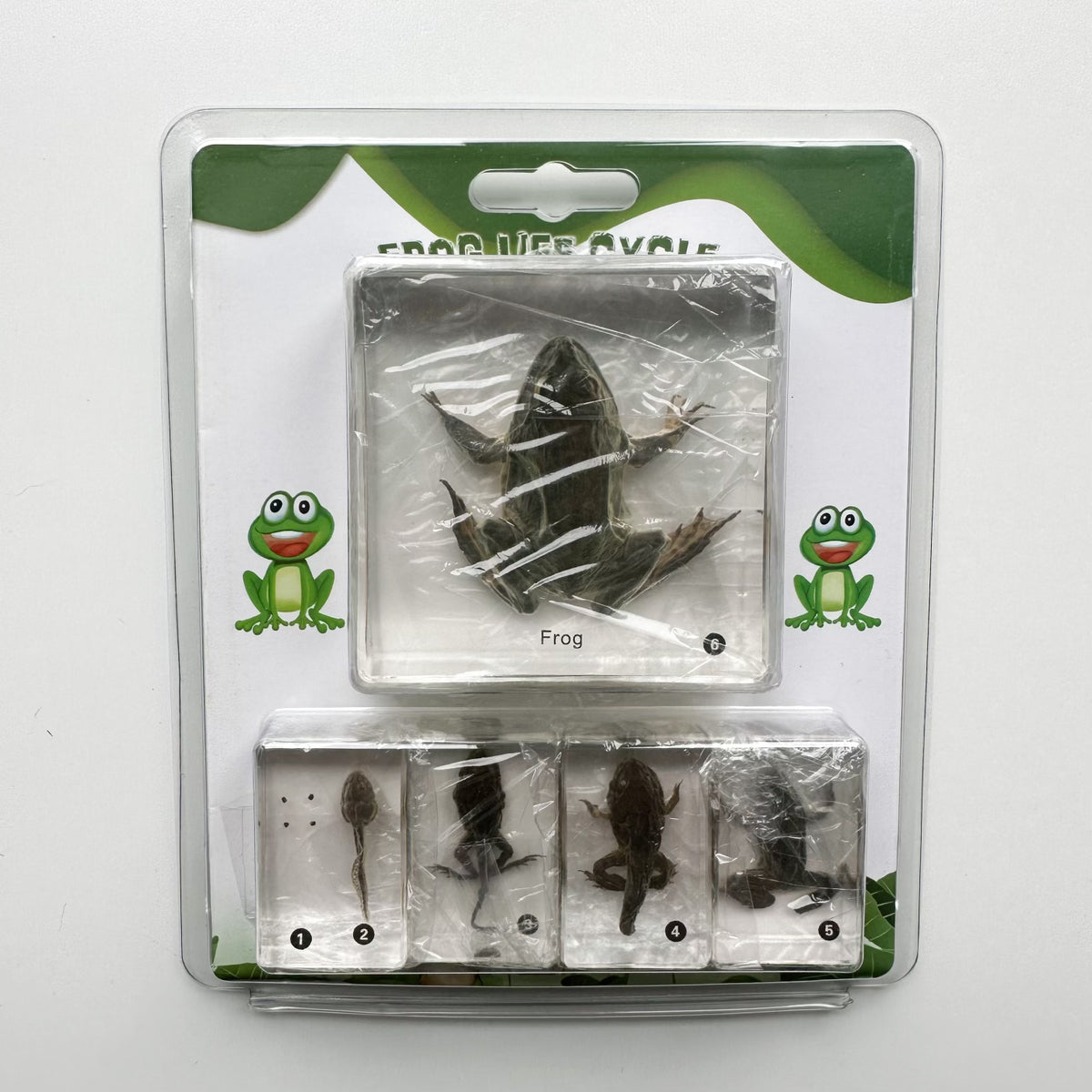 Real Bug Frog Life Cycle – Sewing Seeds Play